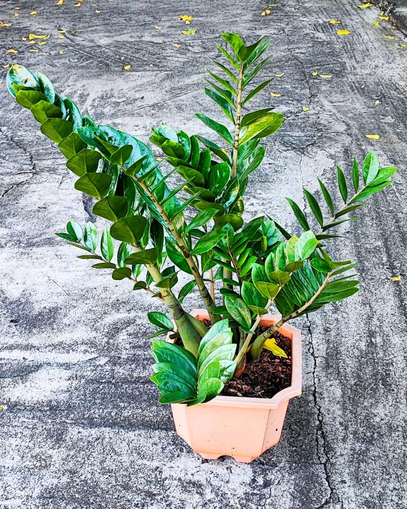 Zamia Indoor Living Plant – Gift of a Lifetime - Flowers Delivery Mauritius